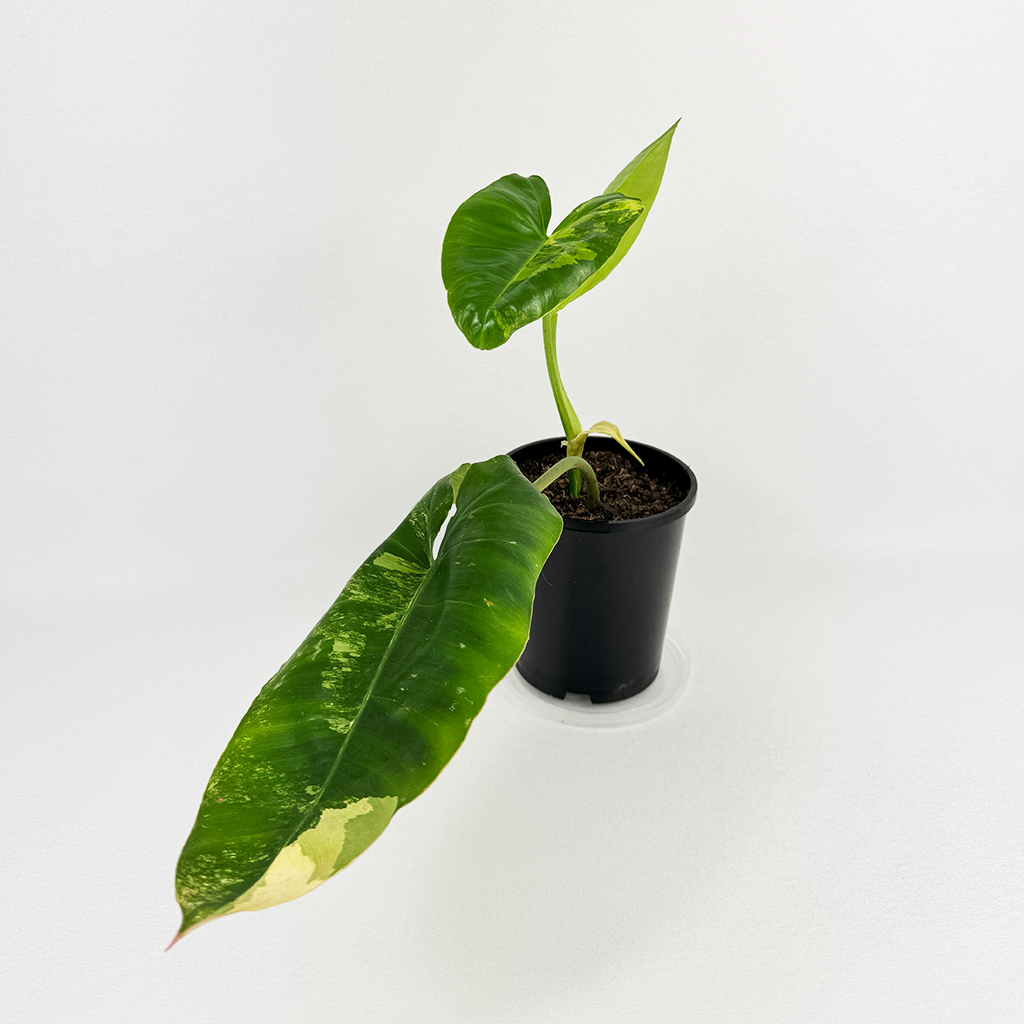 Philodendron Burle Marx Variegata – Plantis