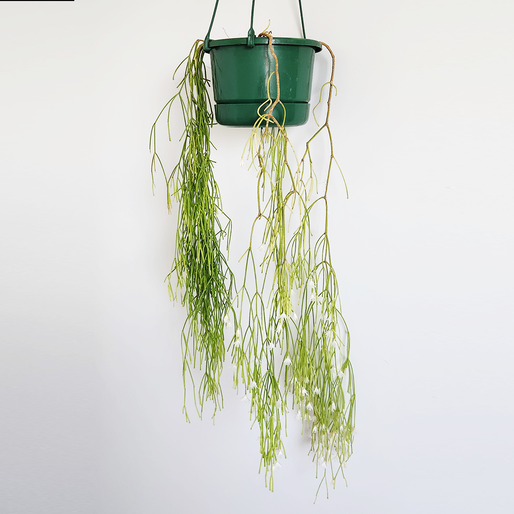 Mistletoe cactus (Rhipsalis clavata) – Plantis