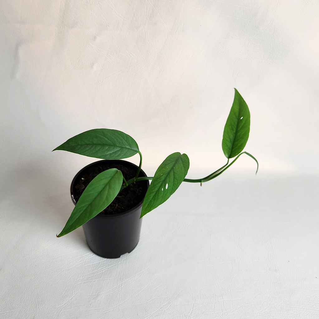 Cebu blue pothos – Plantis