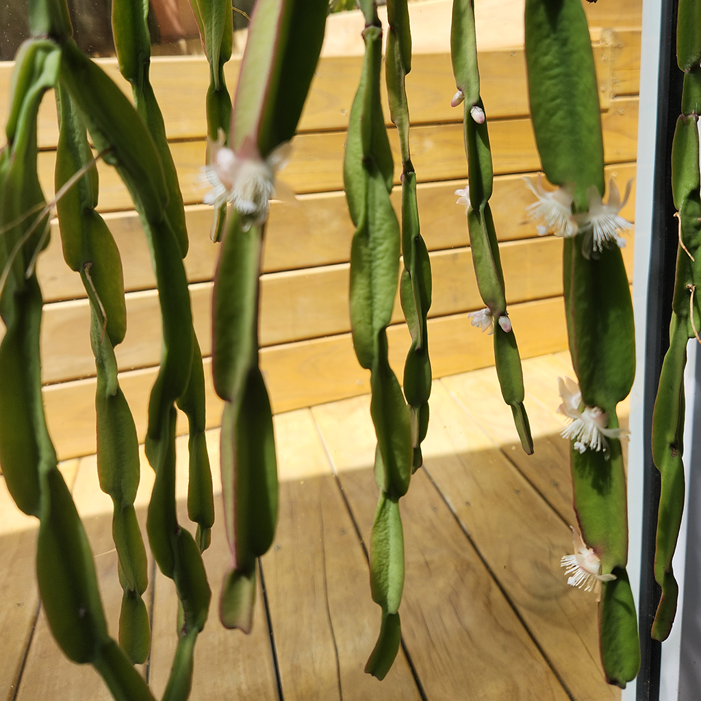 Chain cactus (Rhipsalis paradoxa) – Plantis
