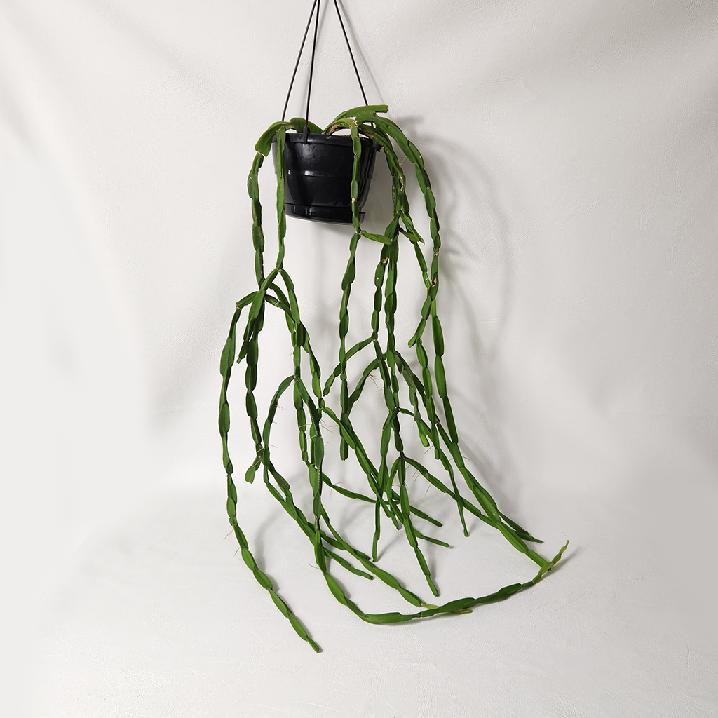 Chain cactus (Rhipsalis paradoxa) – Plantis