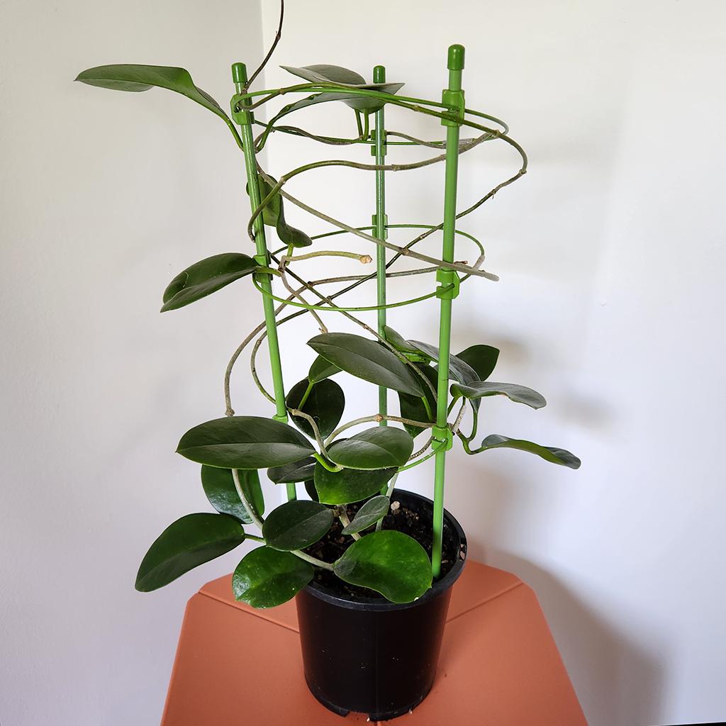 Hoya australis 'Keysii' – Plantis