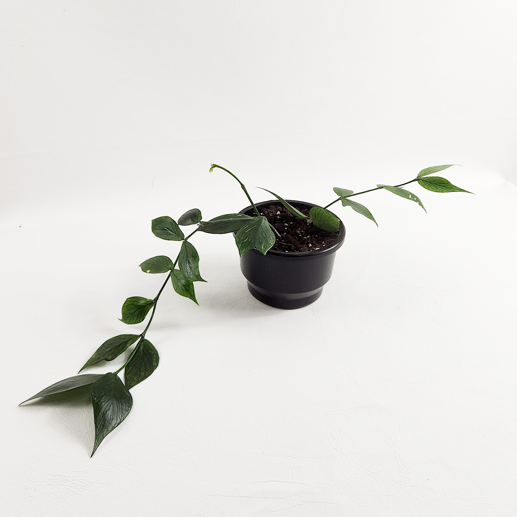 Hoya fishtail (Hoya polyneura) – Plantis