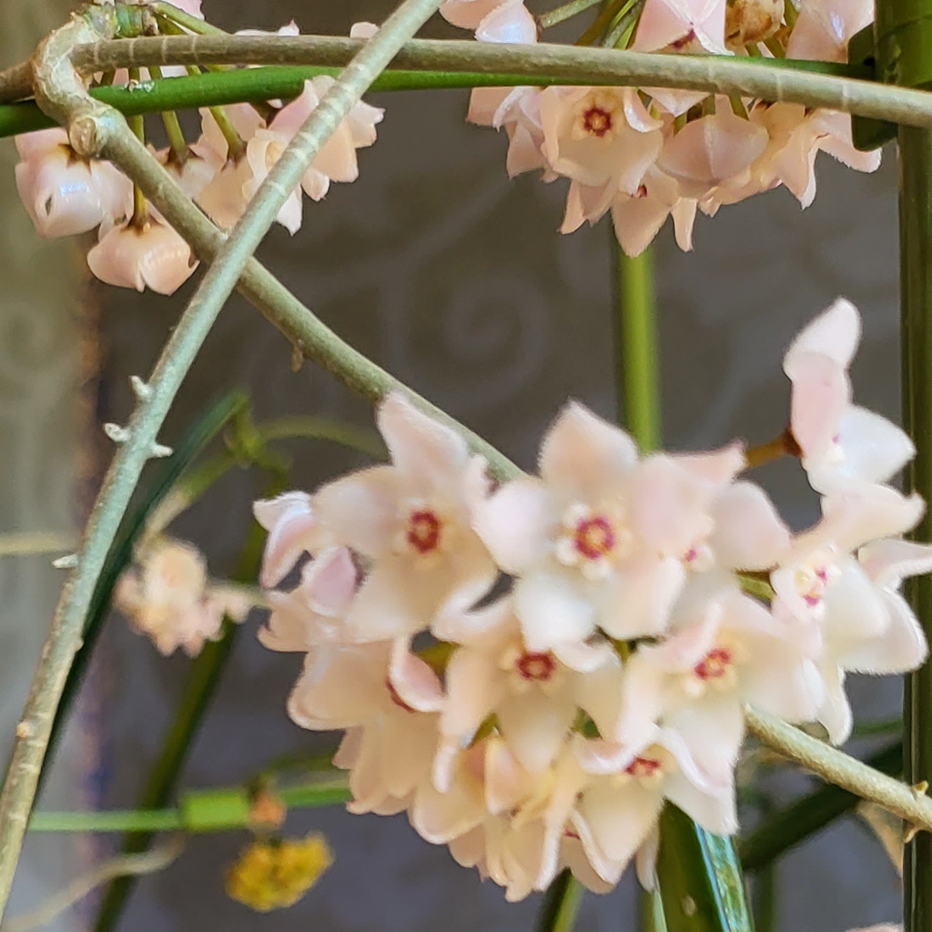 Hoya shepherdii – Plantis