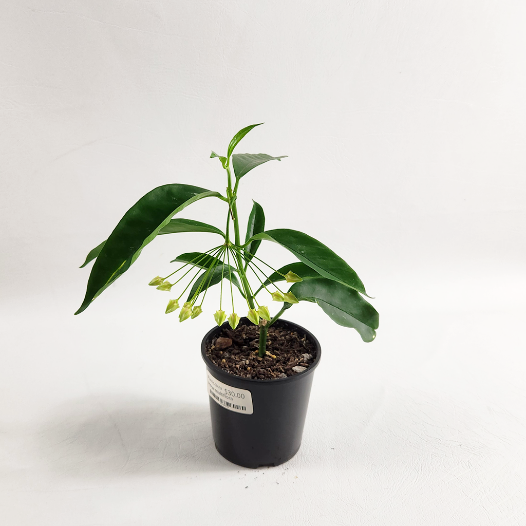 Hoya multiflora 'Shooting star' – Plantis