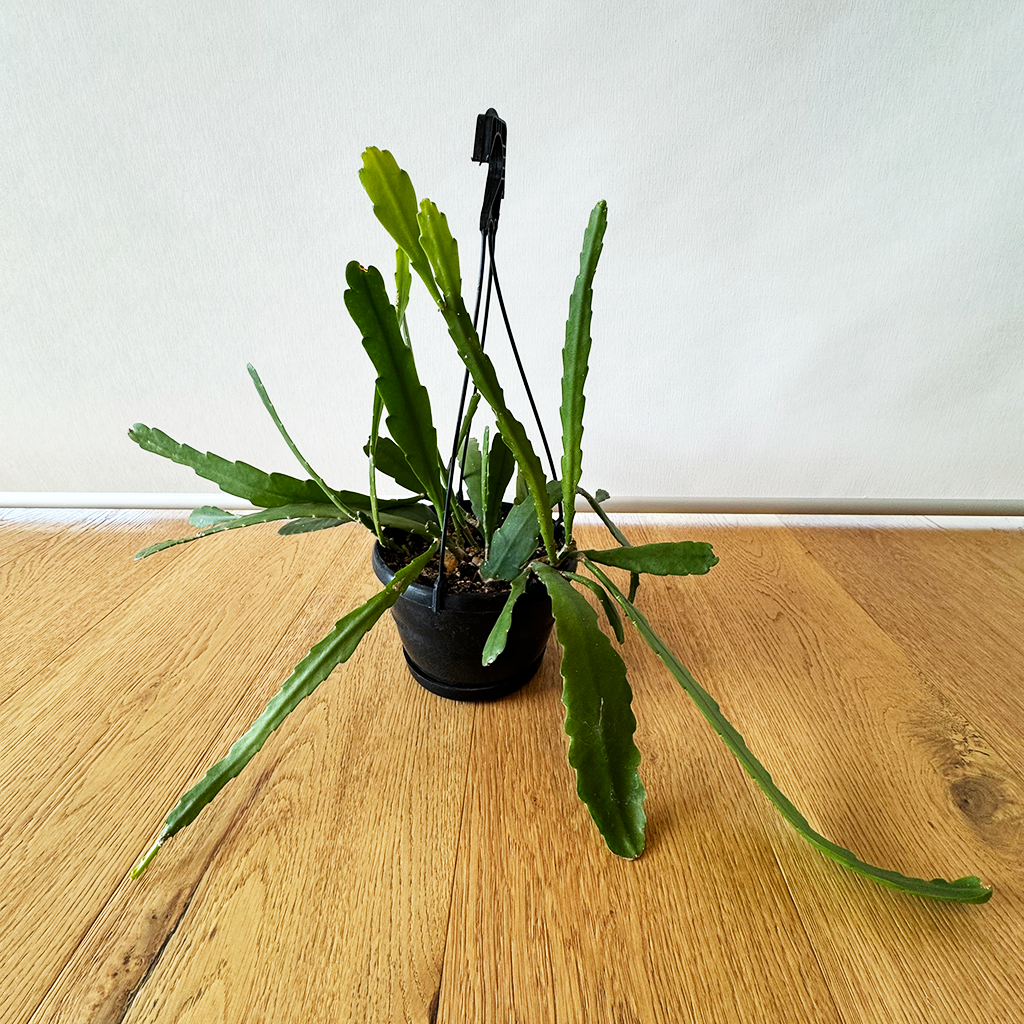 Orchid Cactus - Epiphyllum – Plantis