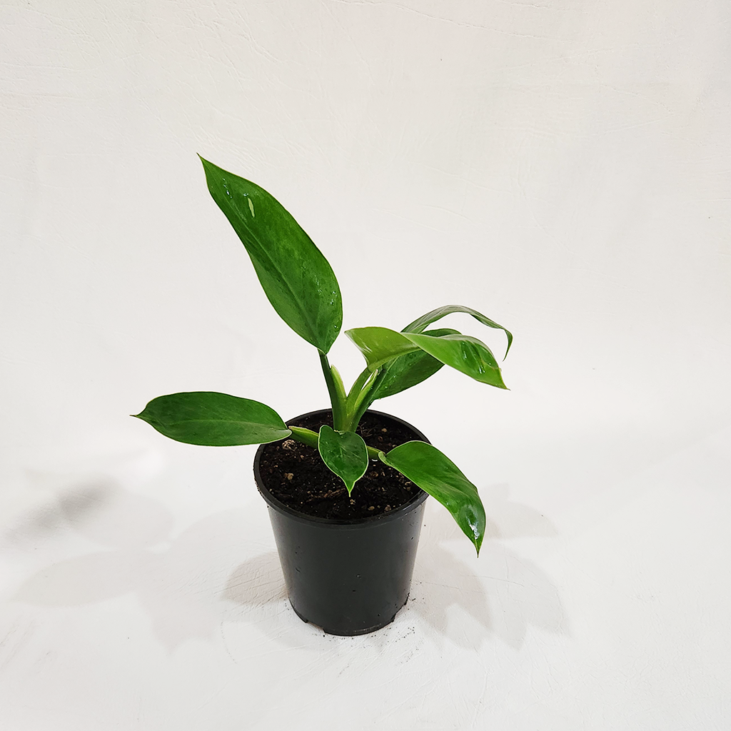 Philodendron Green Princess – Plantis