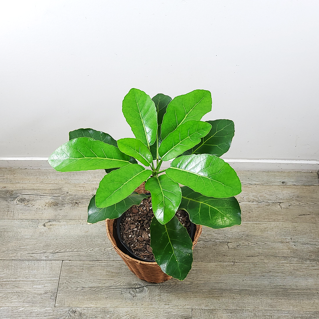 Puka tree (Meryta sinclairii) – Plantis