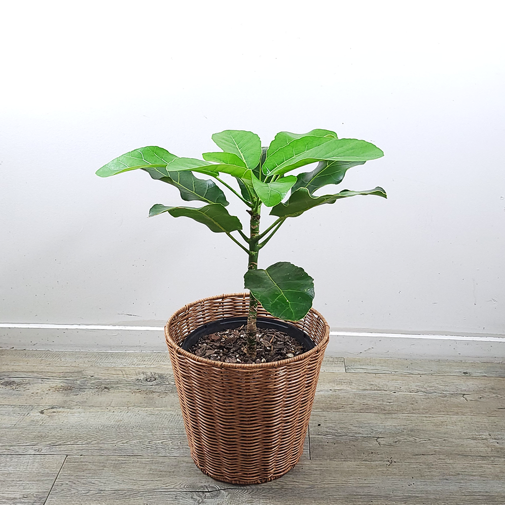 Puka tree (Meryta sinclairii) – Plantis