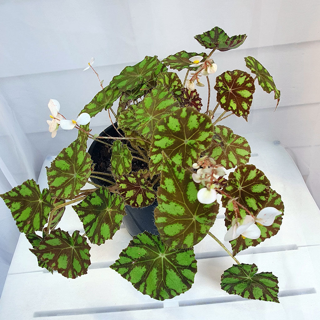 Begonia Tiger Paws – Plantis