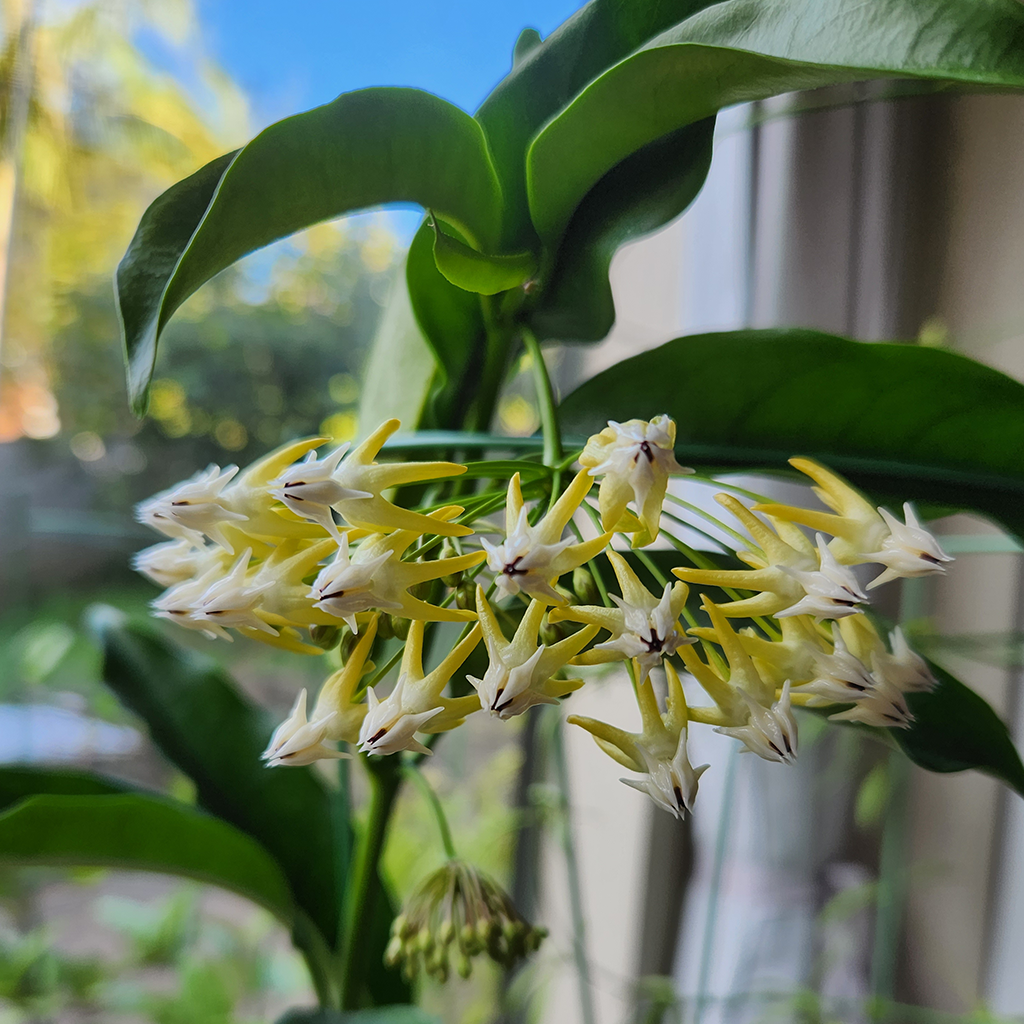 Hoya multiflora 'Shooting star' – Plantis