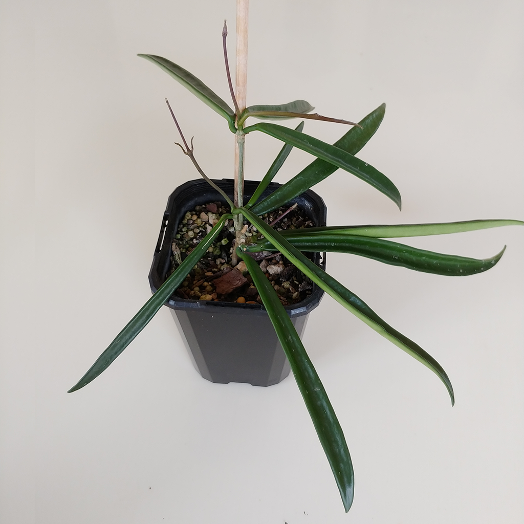 Hoya shepherdii – Plantis