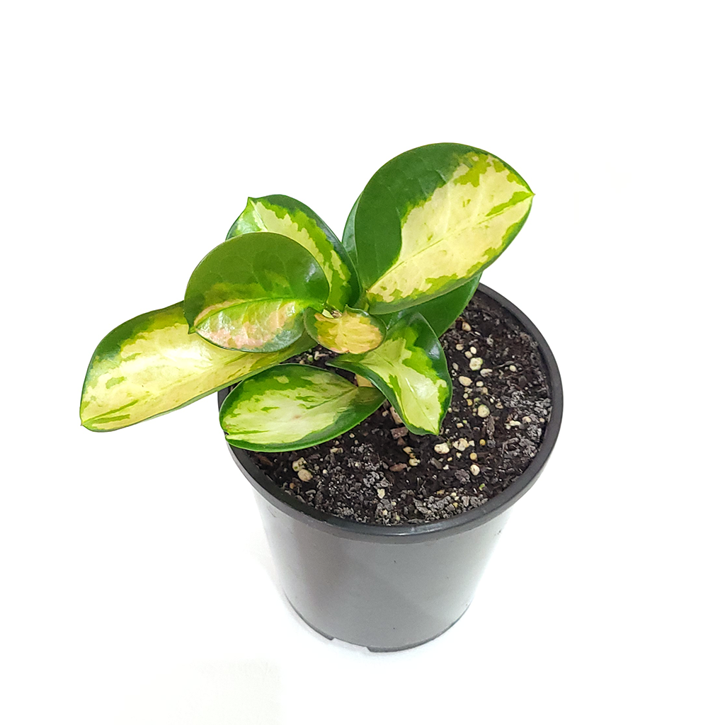 Hoya australis 'Lisa' – Plantis