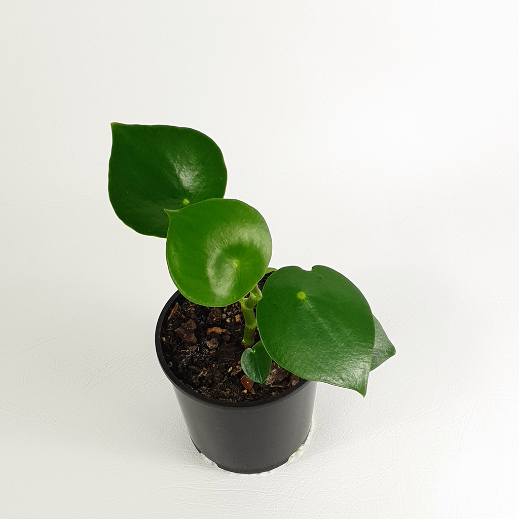 Peperomia polybotrya (Raindrop) – Plantis
