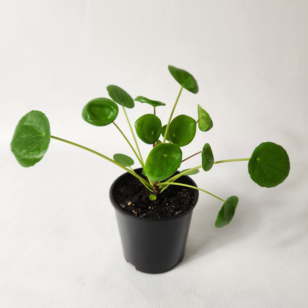 Chinese money plant, Pancake plant (Pilea Peperomioides) – Plantis