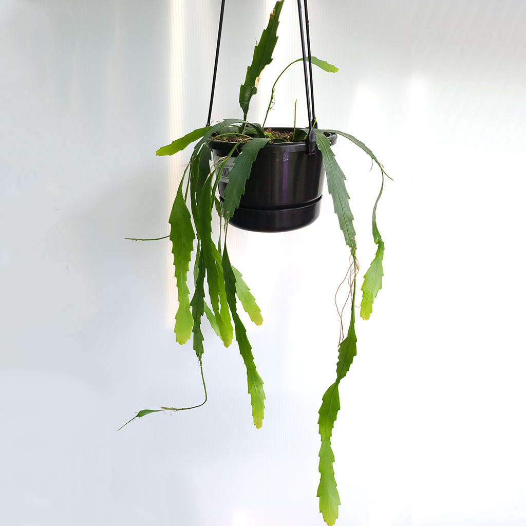 Snowdrop Cactus (Lepismium houlletianum) – Plantis